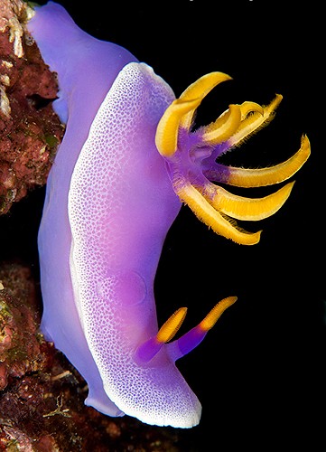 Fotógrafos clicam coloridas lesmas marinhas - Brasil Reef - Fórum de ...